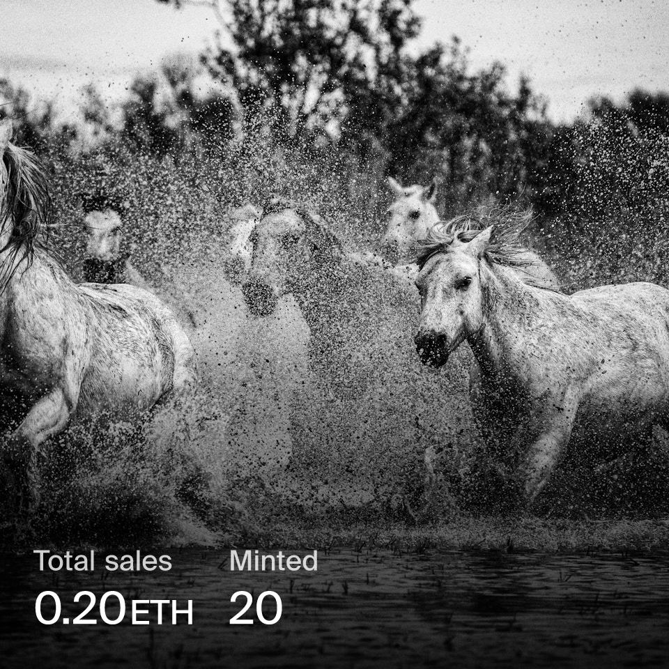 The Free-Spirited Gallop | Foundation