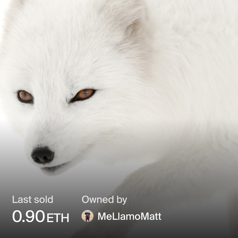 Melrakki Rare #1 - White on white | Foundation