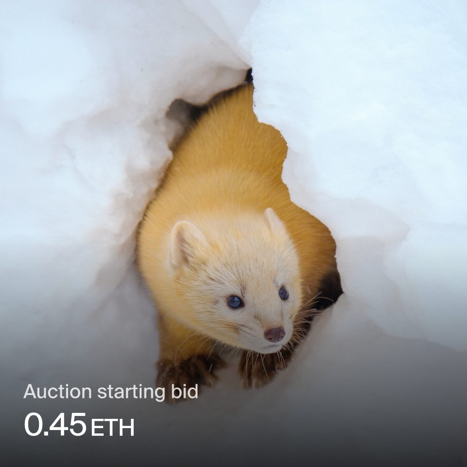 Japanese sable ( Ezo Kuroten ) | Foundation