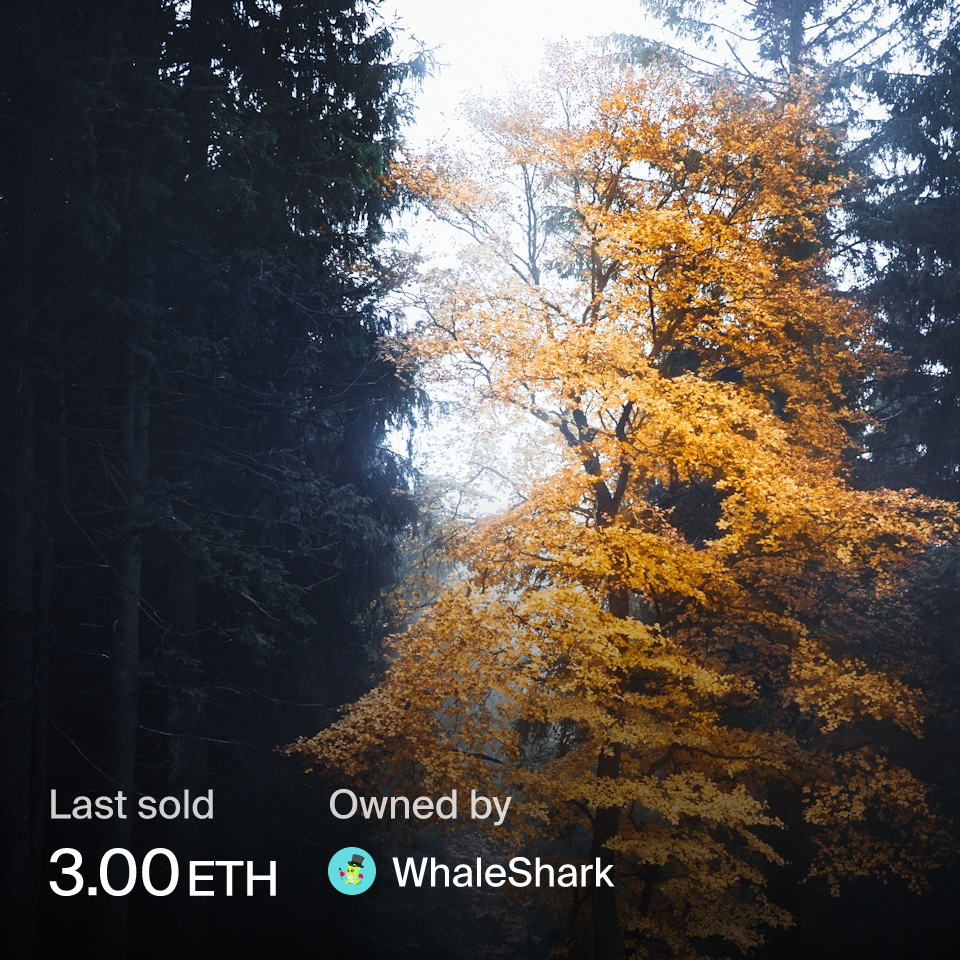 Forest Solitude | Foundation