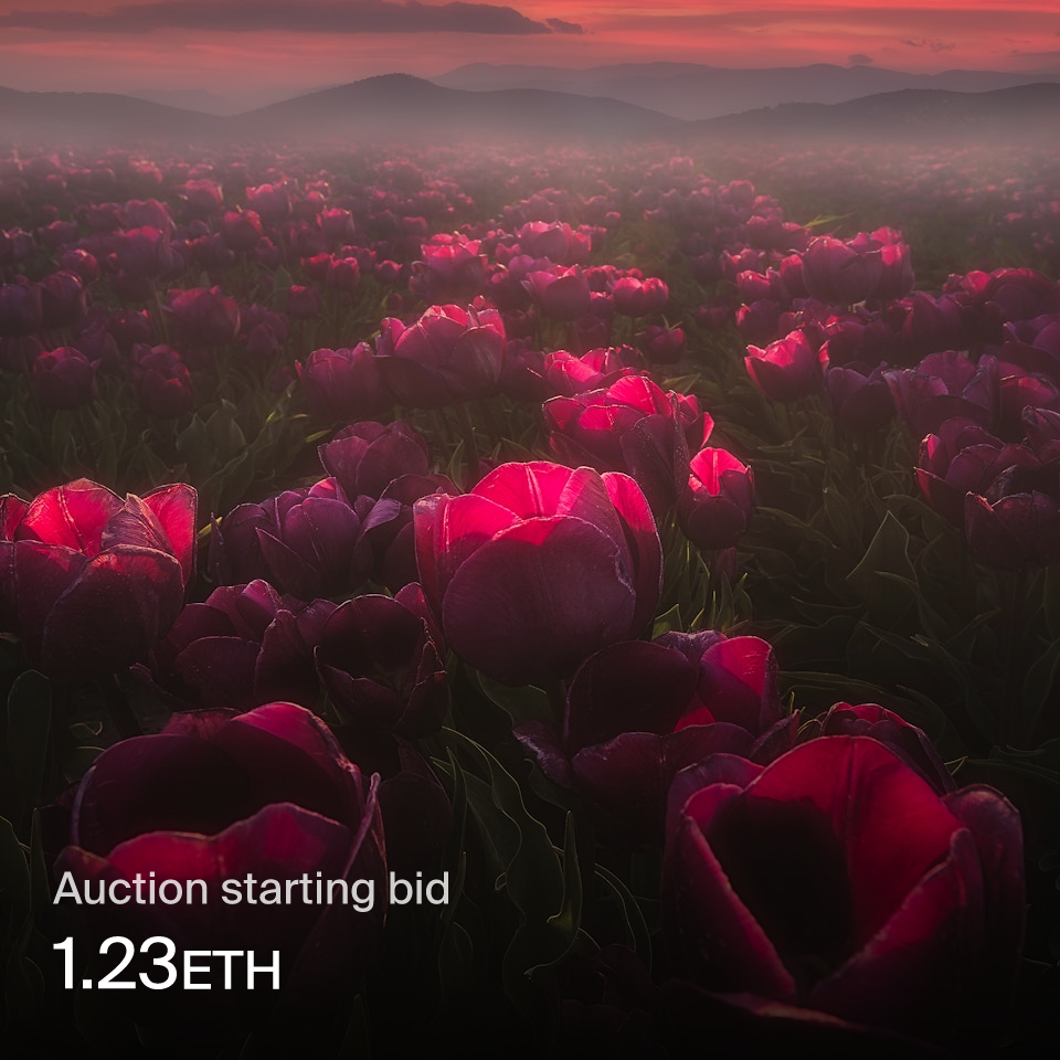 Non Fungible Tulip 🌷 | Foundation