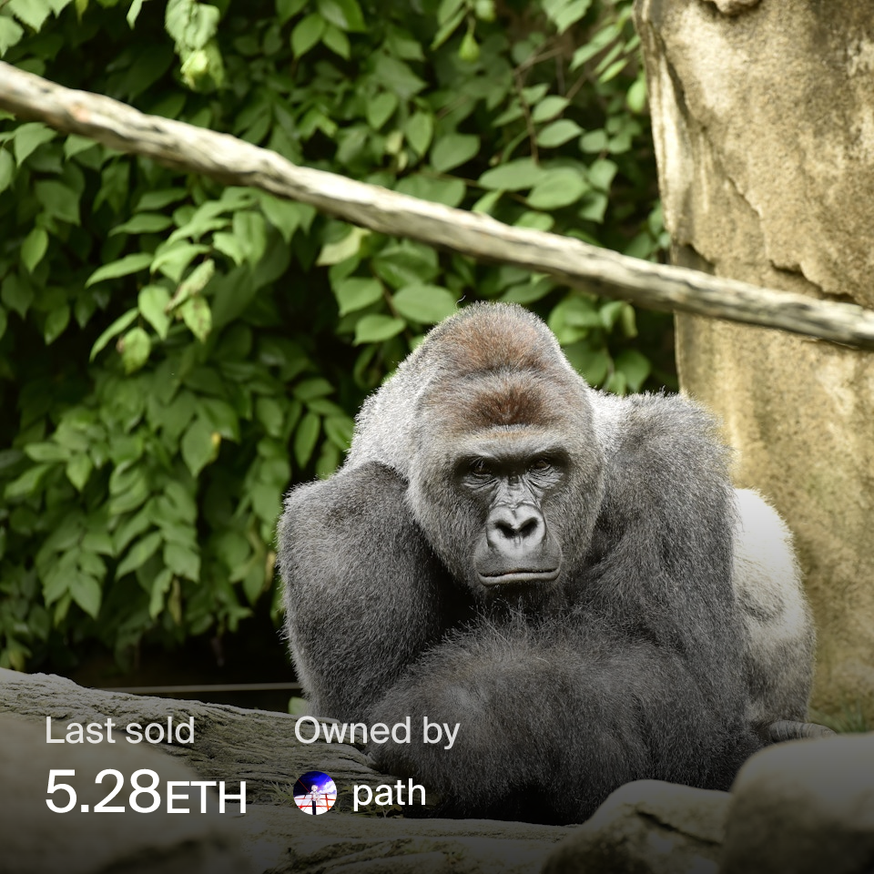 Harambe #005 | Foundation