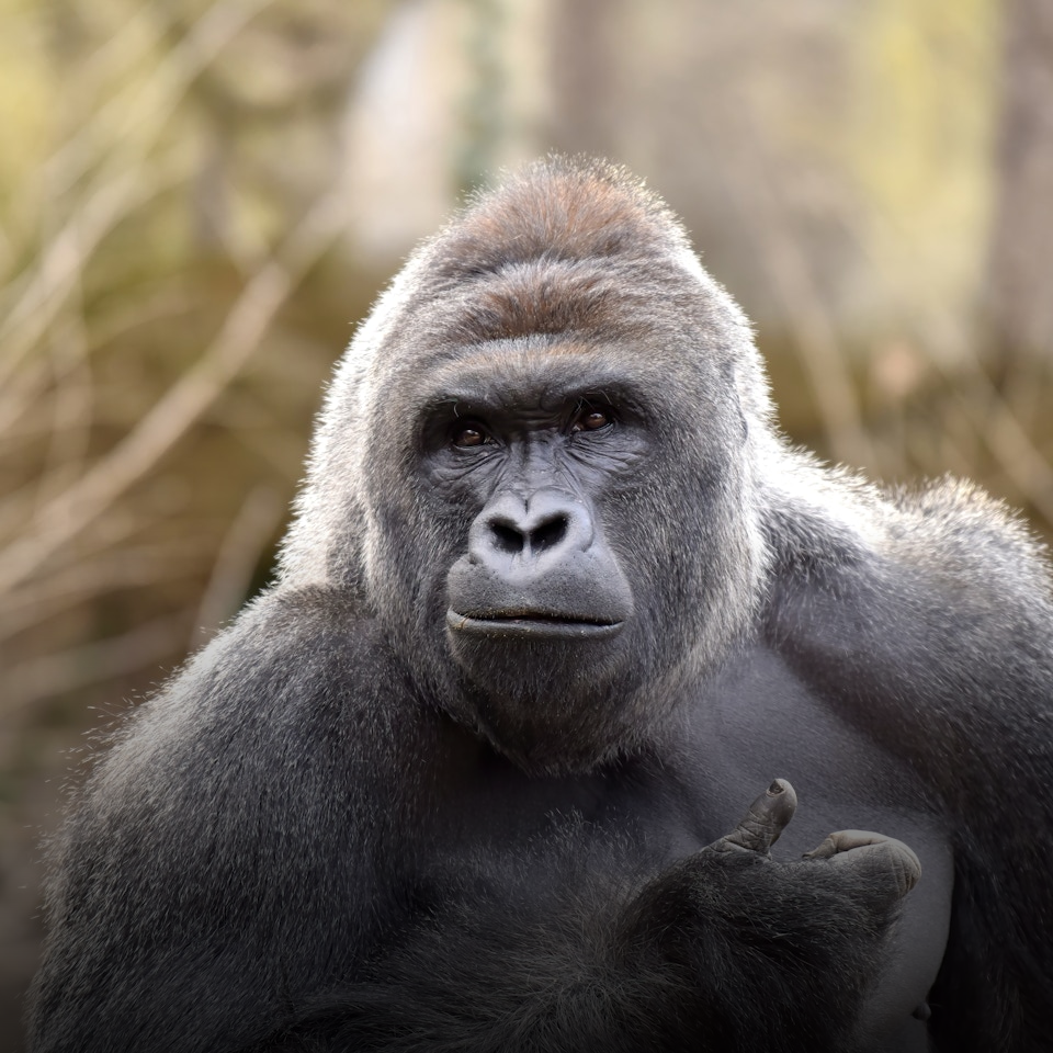 HARAMBE: LEGENDS #366 | Foundation