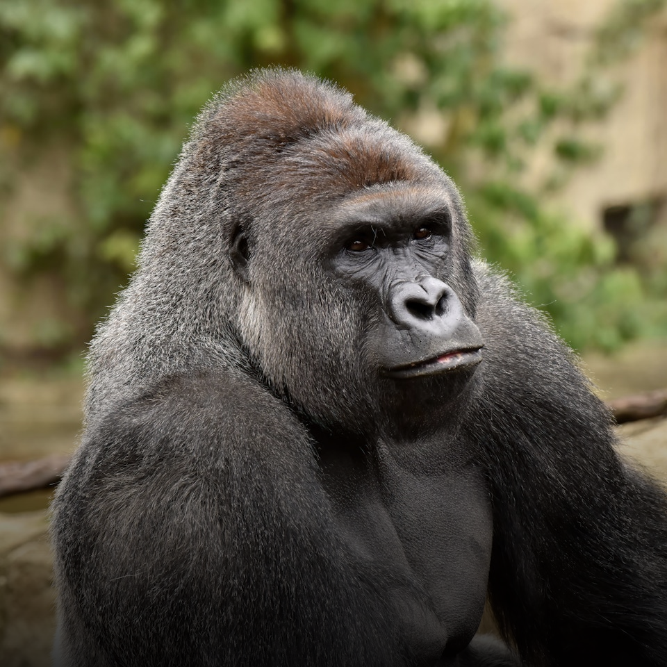 HARAMBE: LEGENDS #485 | Foundation