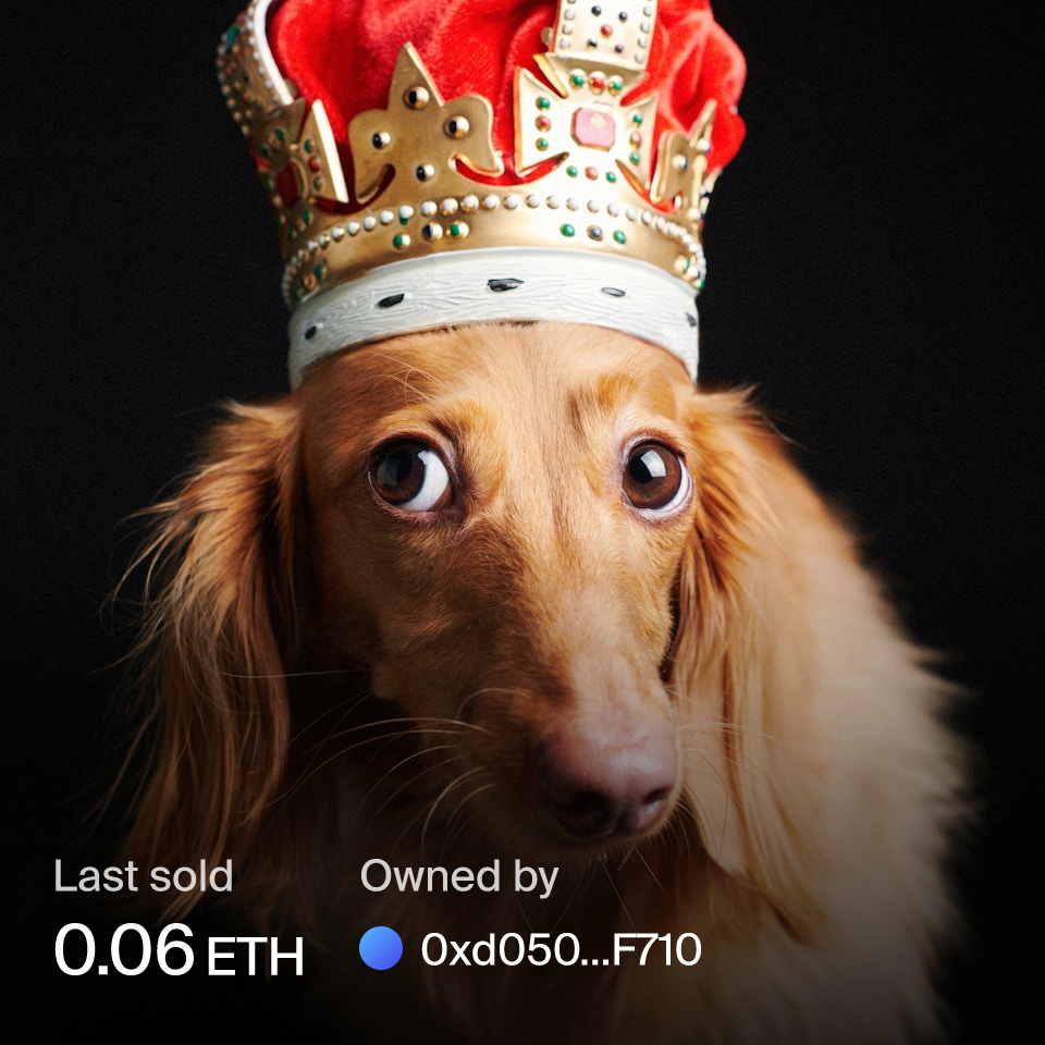 Royal Dog VIII | Foundation