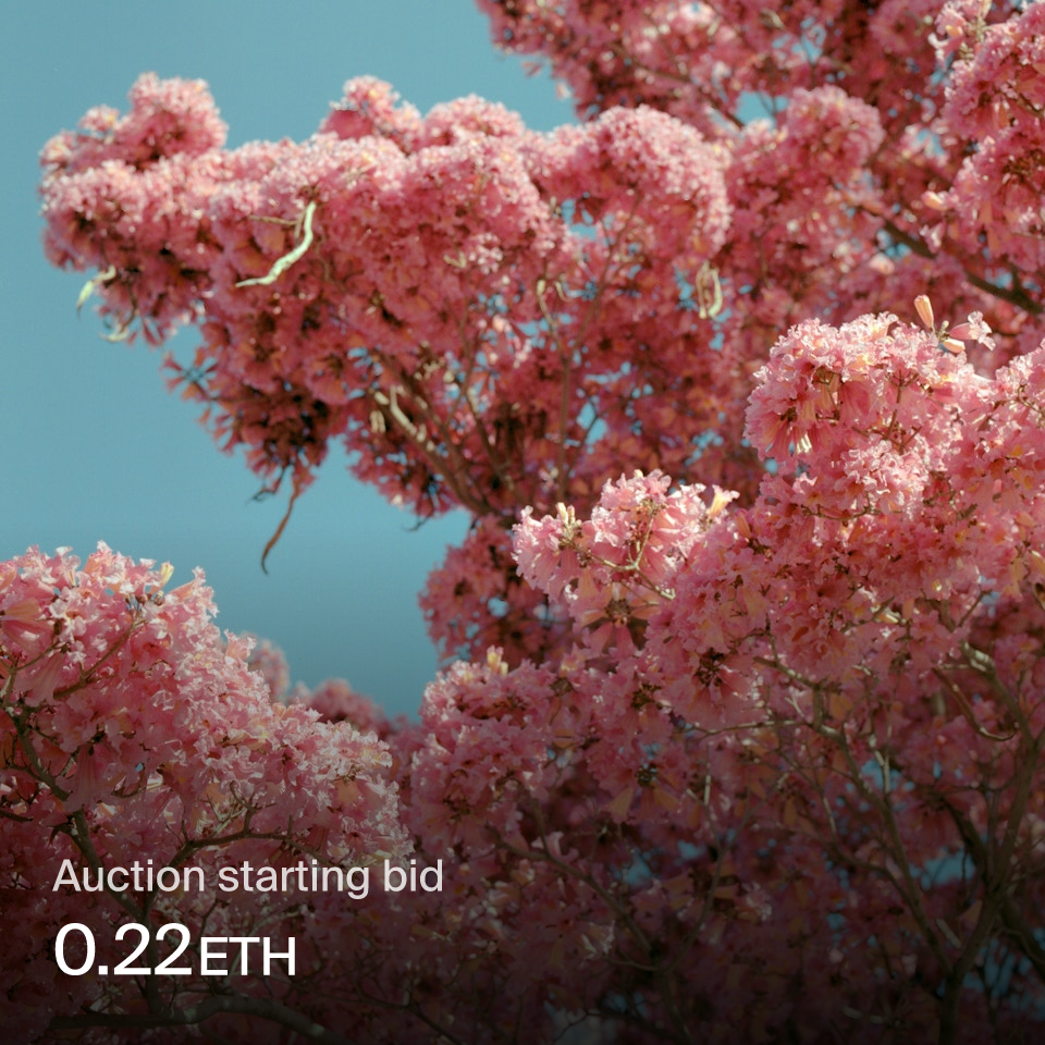 Babylon Pink | Foundation