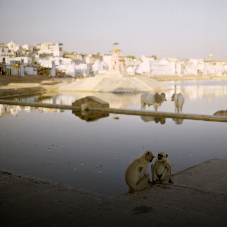 Langoor apes at Brahma Kund in Pushkar #2/8 | Foundation